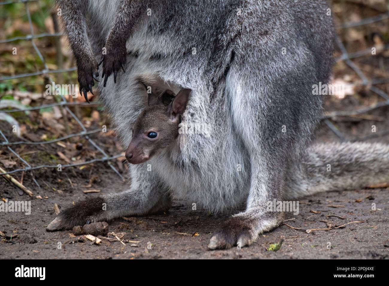 Kangaroo Baby Size
