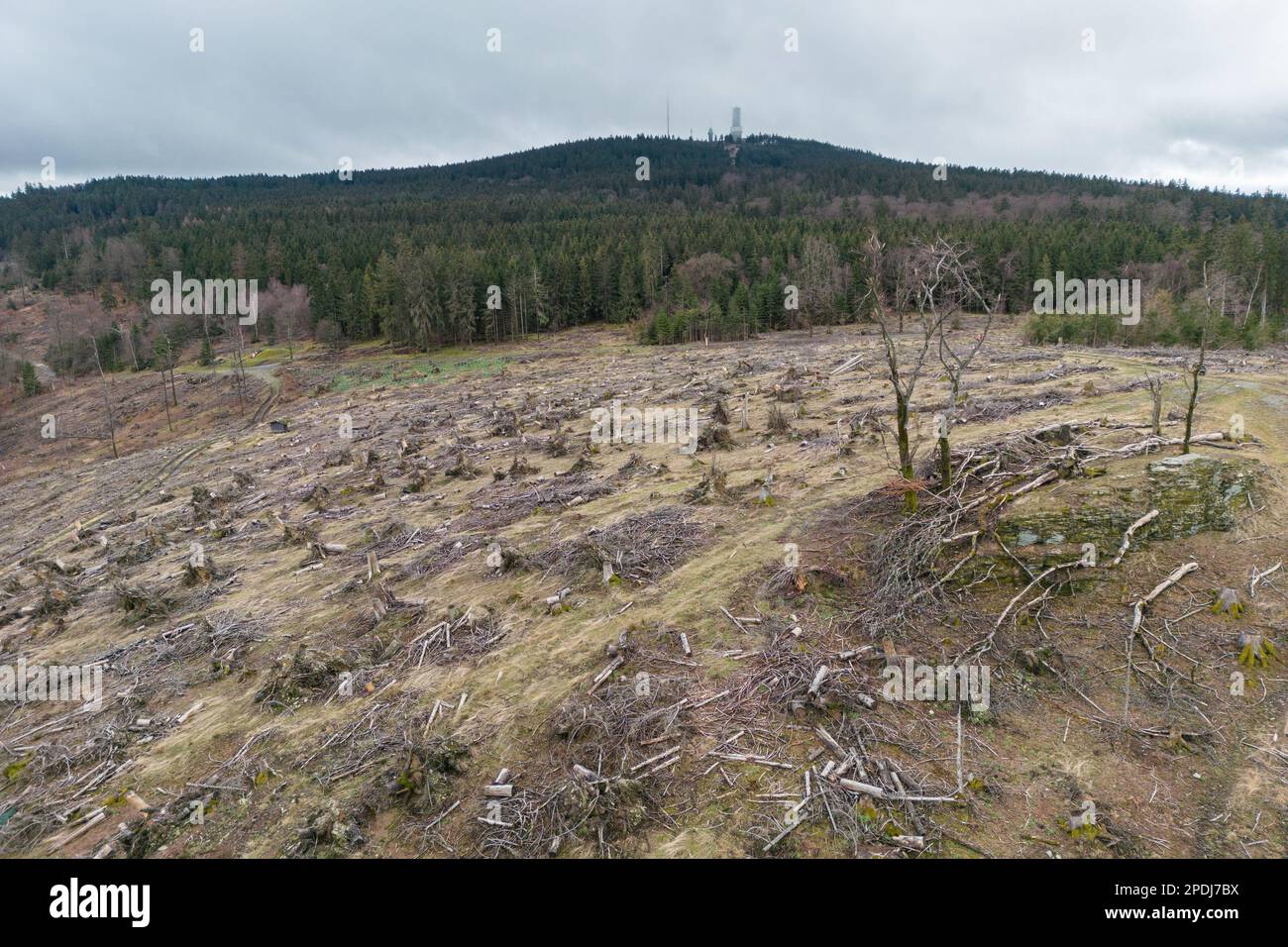 Schmitten, Germany. 09th Mar, 2023. Tree stumps stand on the Dillenberg ...