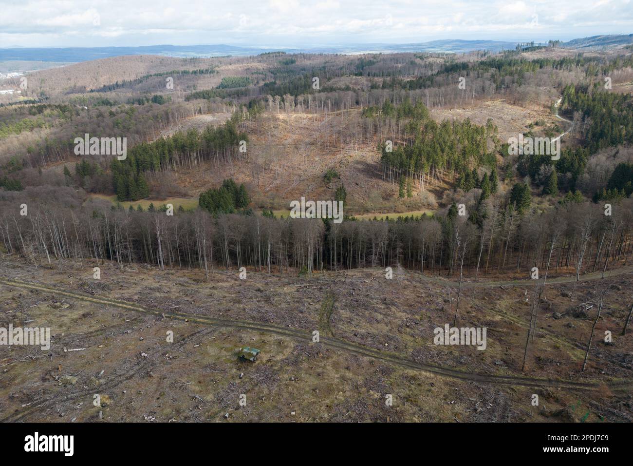 Schmitten, Germany. 09th Mar, 2023. Tree stumps stand on the Dillenberg ...