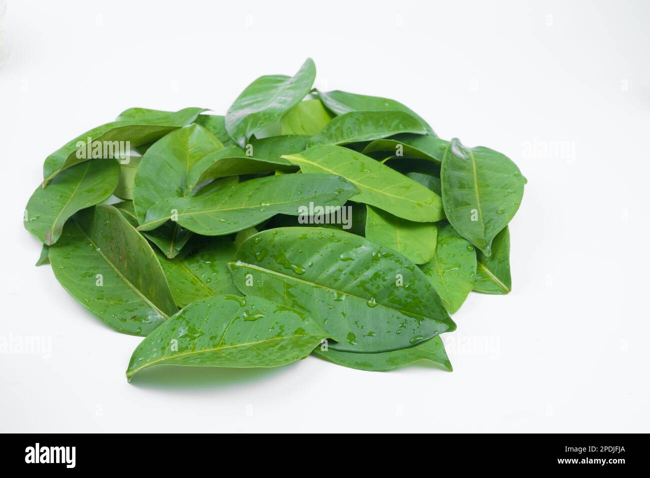 Aromatic bay leaves isolated on white background Stock Photo - Alamy