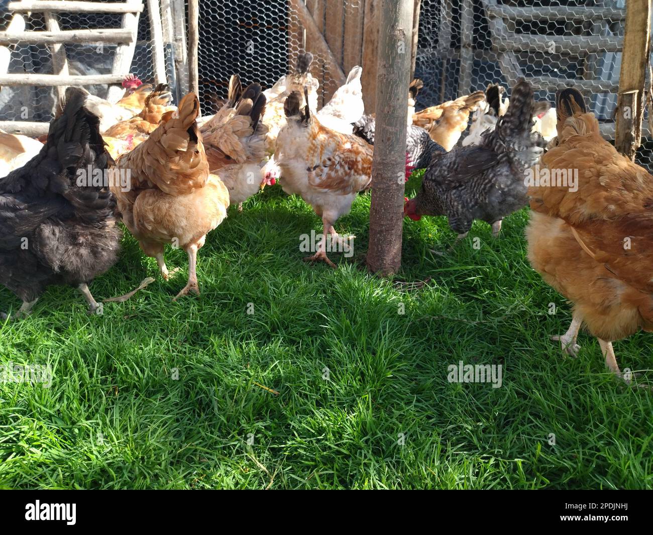 indigenous "kienyeji" chicken on free-range farming in Kenya Stock ...