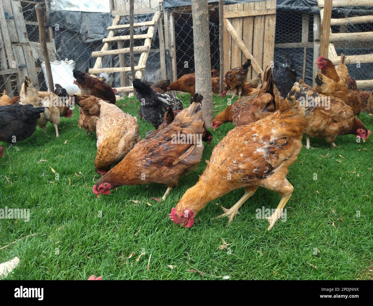 indigenous "kienyeji" chicken on free-range farming in Kenya Stock ...