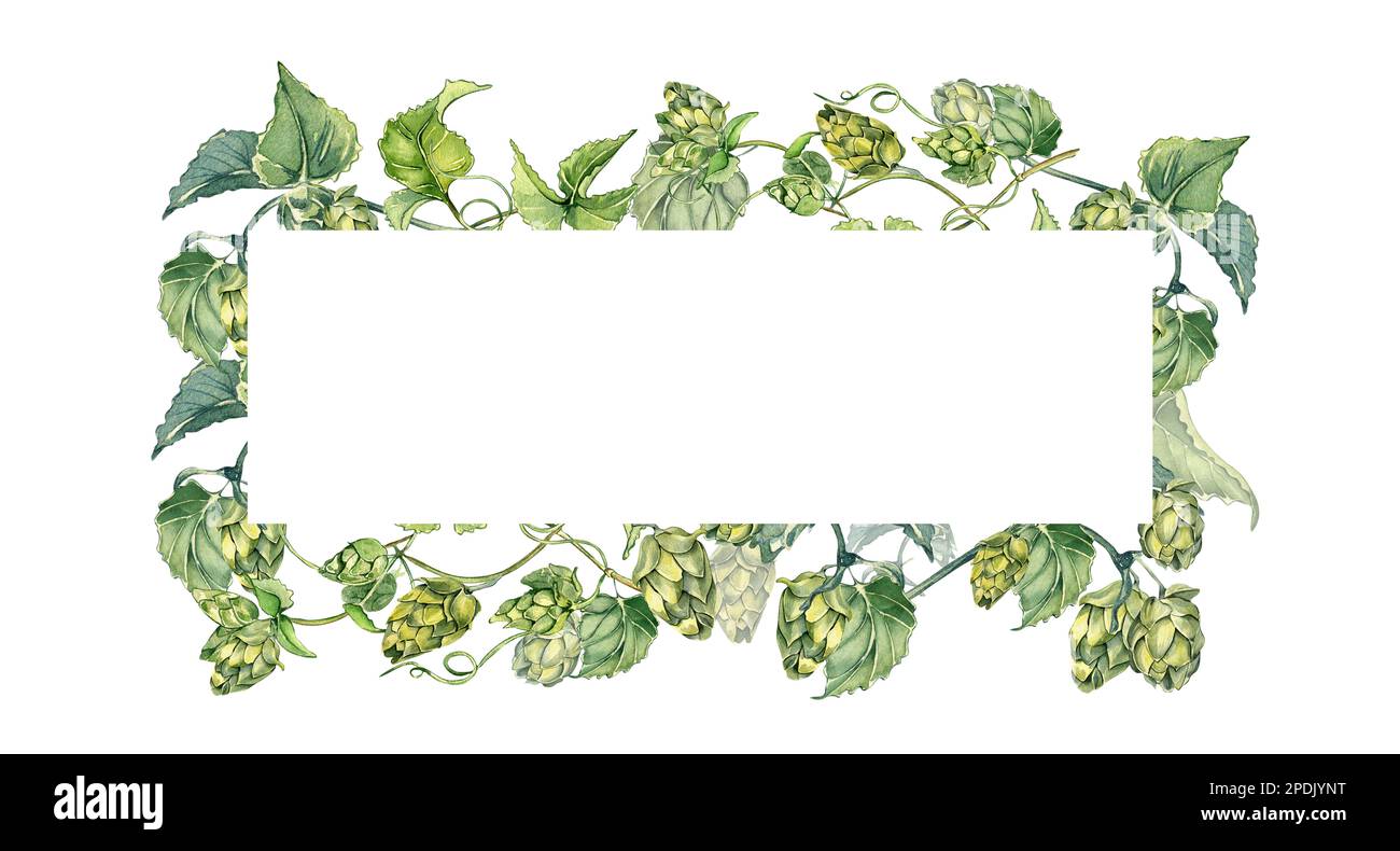 Frame of hop vine, plant humulus watercolor illustration isolated on ...