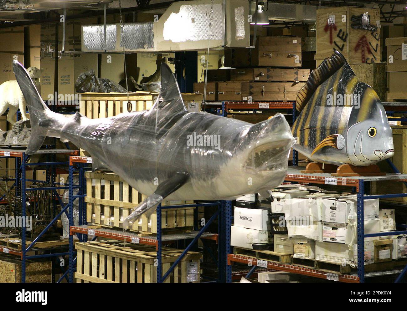 World Record Great White Shark On Rod And Reel