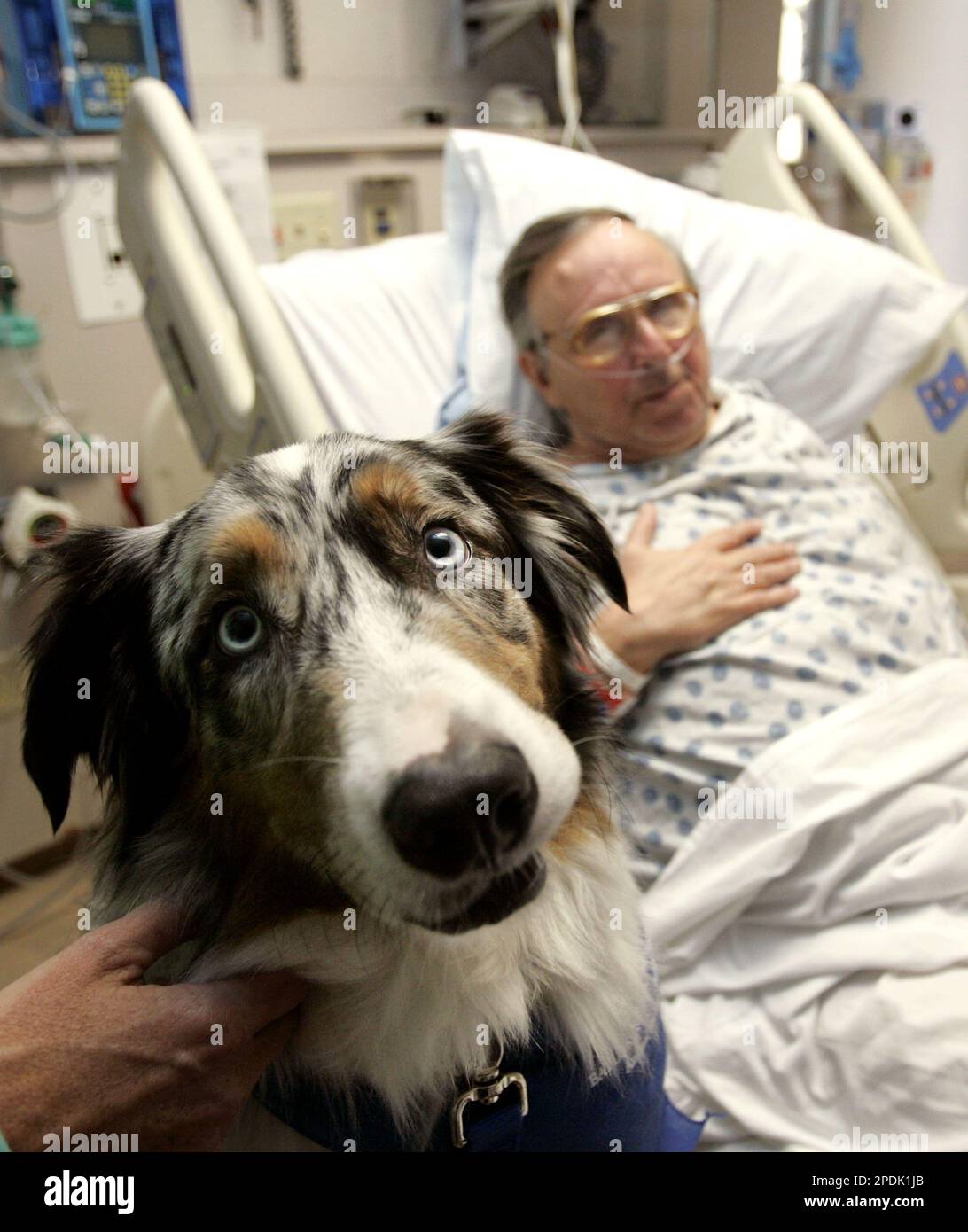 Bart, a 5-year-old, 72-pound speckled Australian Shepherd pays a visit ...