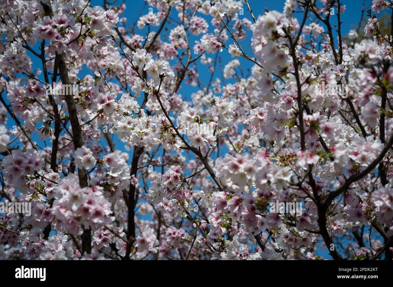 Taipei. 15th Mar, 2023. Cherry trees in full bloom at Yangmingshan, a ...