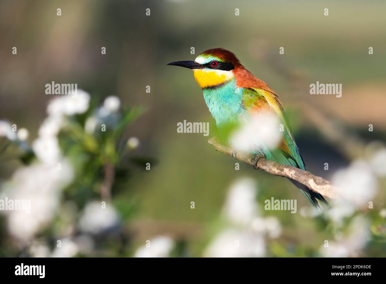 bright bird wild among a flowering tree Stock Photo - Alamy