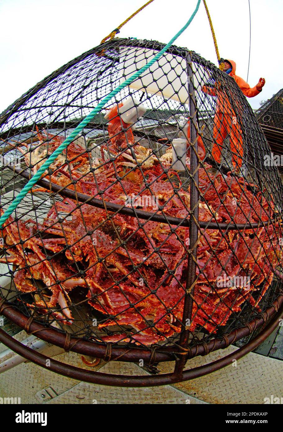 Greg Birchell guides a crab pot full of red king crabs onto the deck of ...