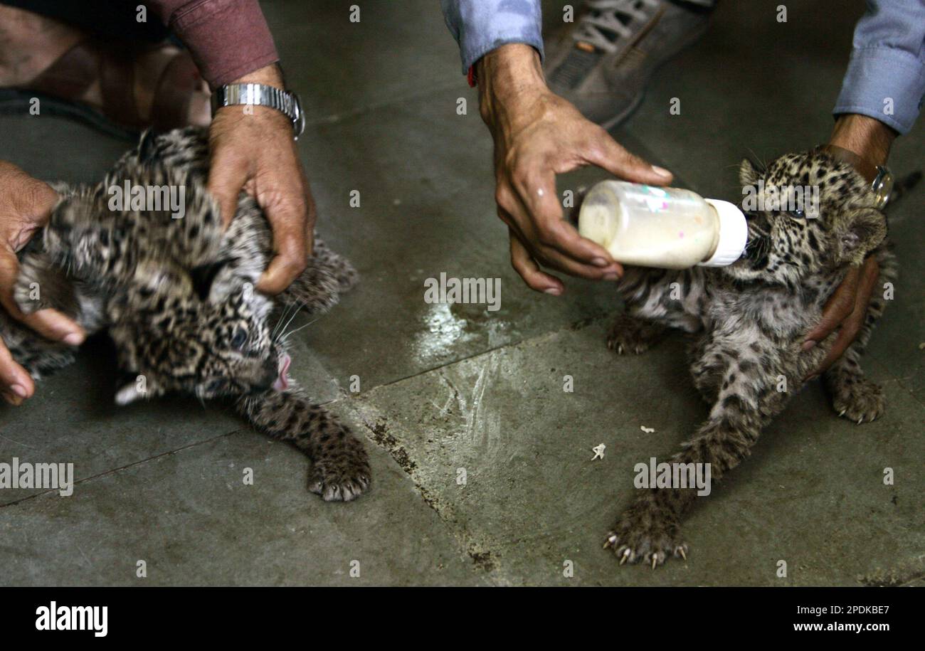 Jaguar cubs, 48-day-old, are shown by zoo authorities in New Delhi ...