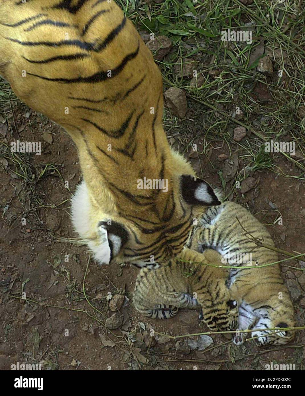 Sati, a Royal Bengal tiger nuzzles her four-day-old cubs at the state ...