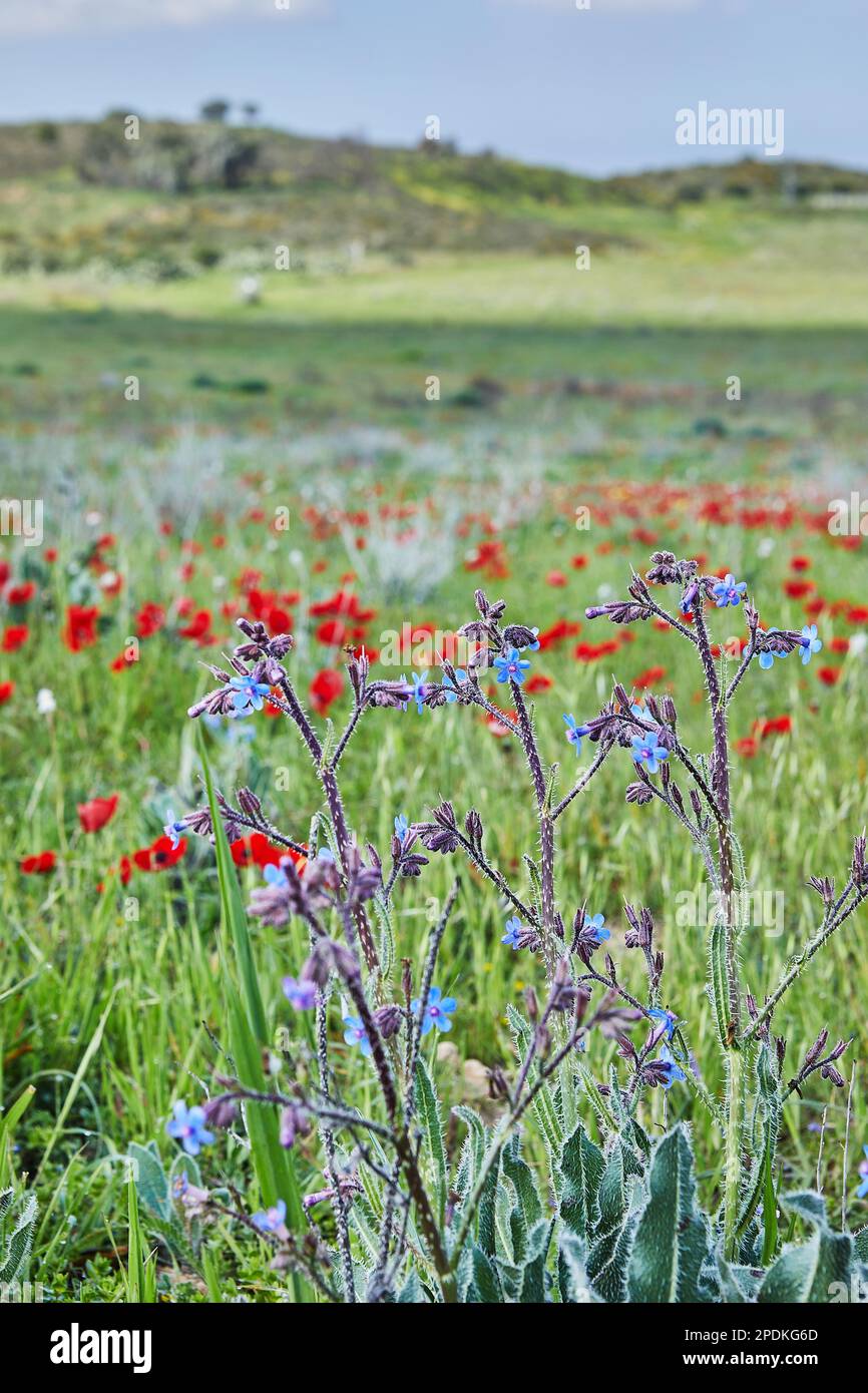 Wild red anemone flowers and blue flowers bloom in spring. Desert of ...
