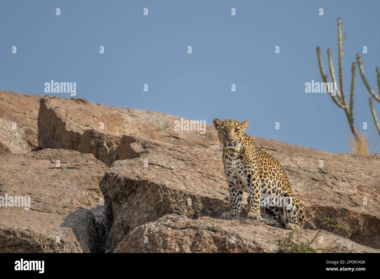 Leopard images taken at Rajasthan , India Stock Photo - Alamy