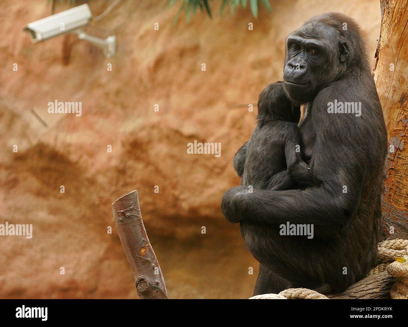 Female gorilla Kijivu holds her daughter Moja at the Prague Zoo, on ...