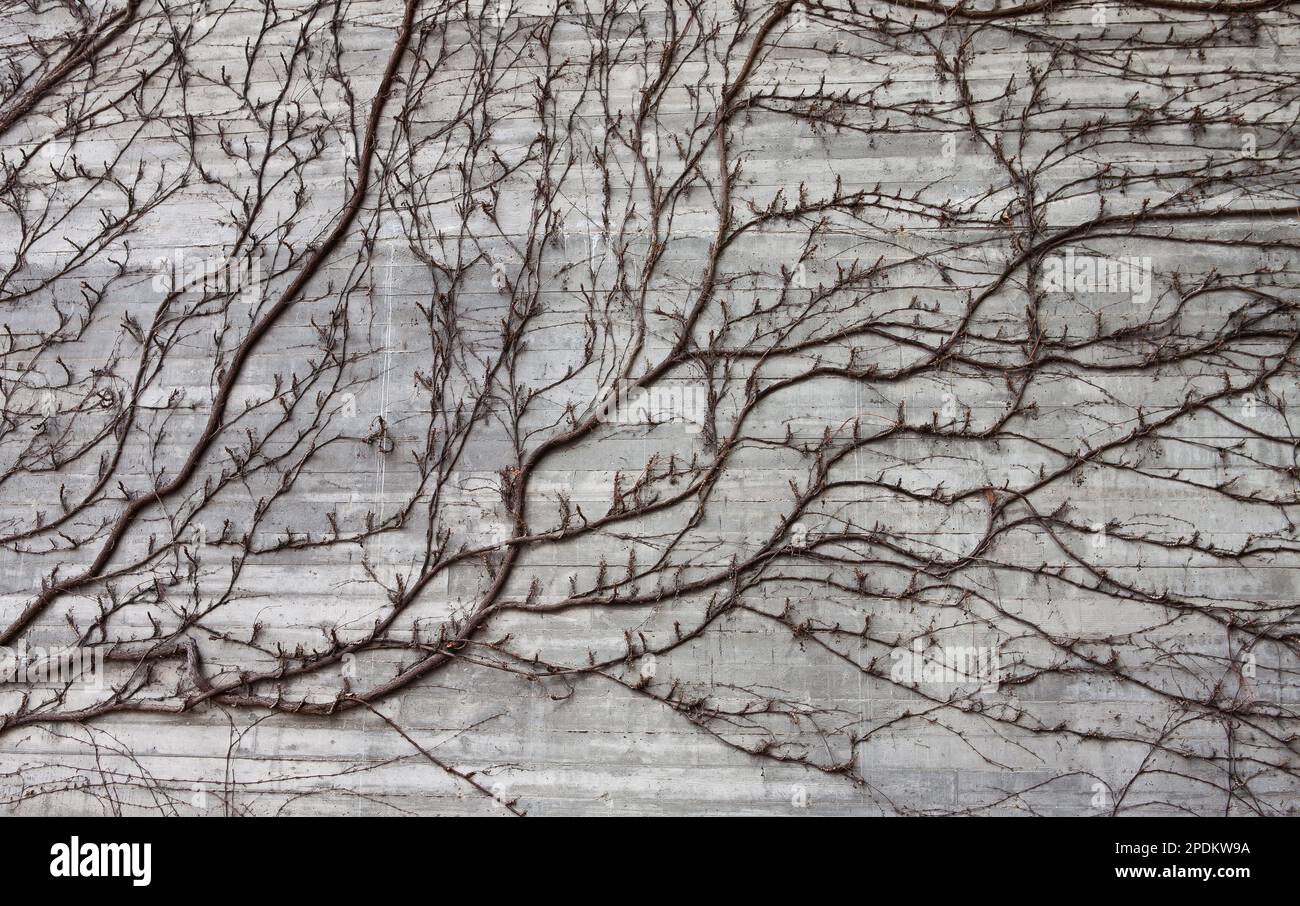 Root like texture hi-res stock photography and images - Alamy