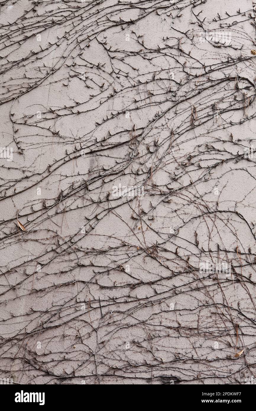 Root like texture hi-res stock photography and images - Alamy