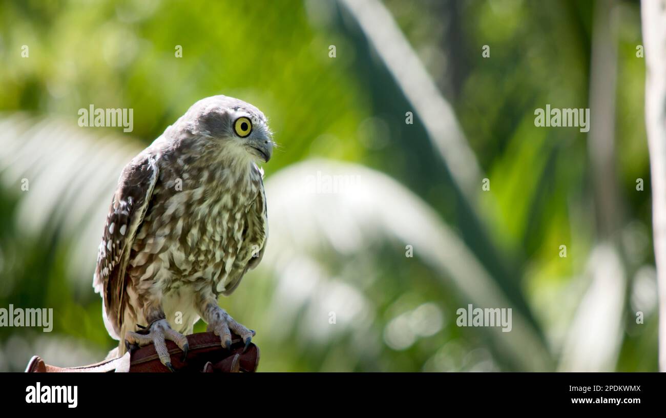 Barking owls have dark brown feathers, with white spots on the wings ...