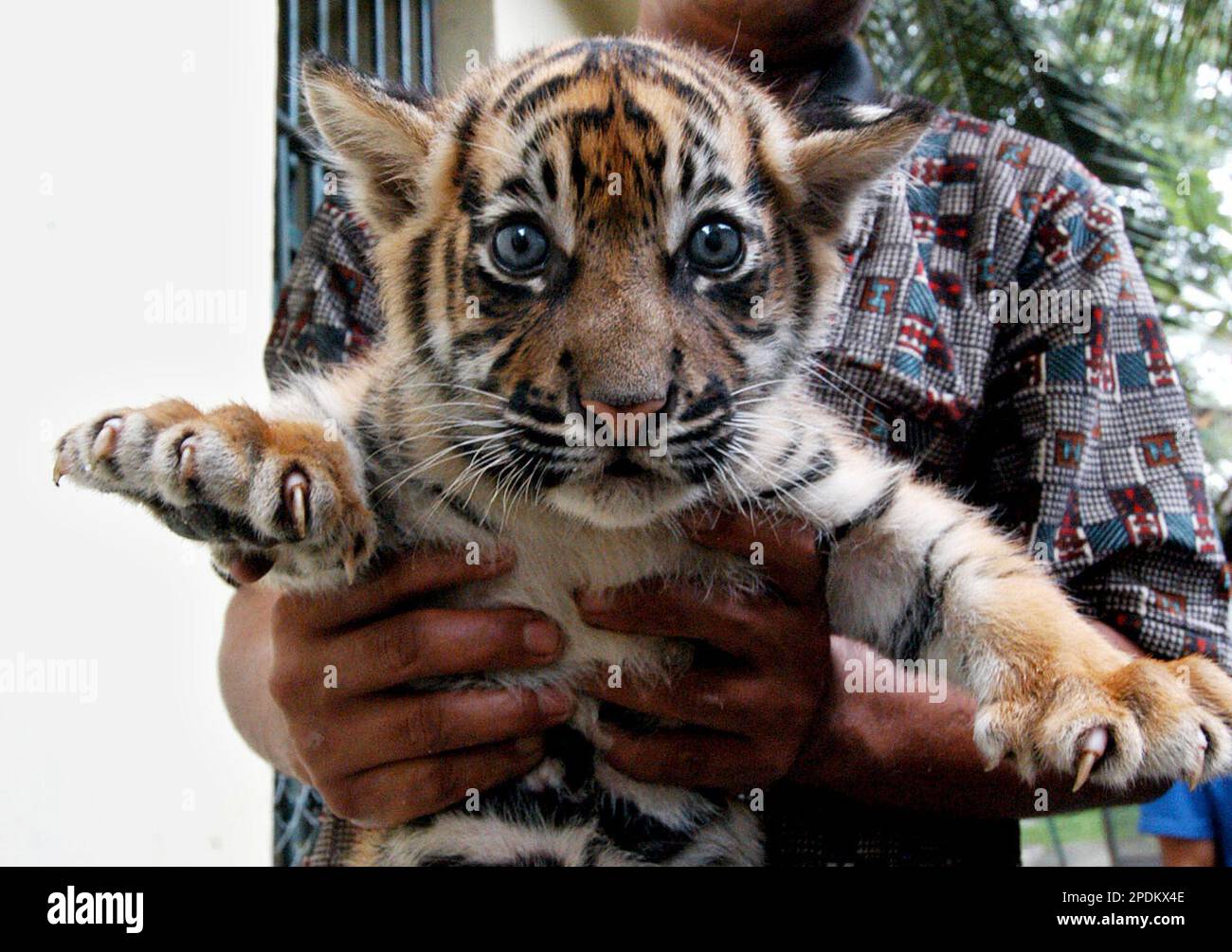 A zookeeper shows off a 2 month old Sumatran Tiger cub at the Siantar ...