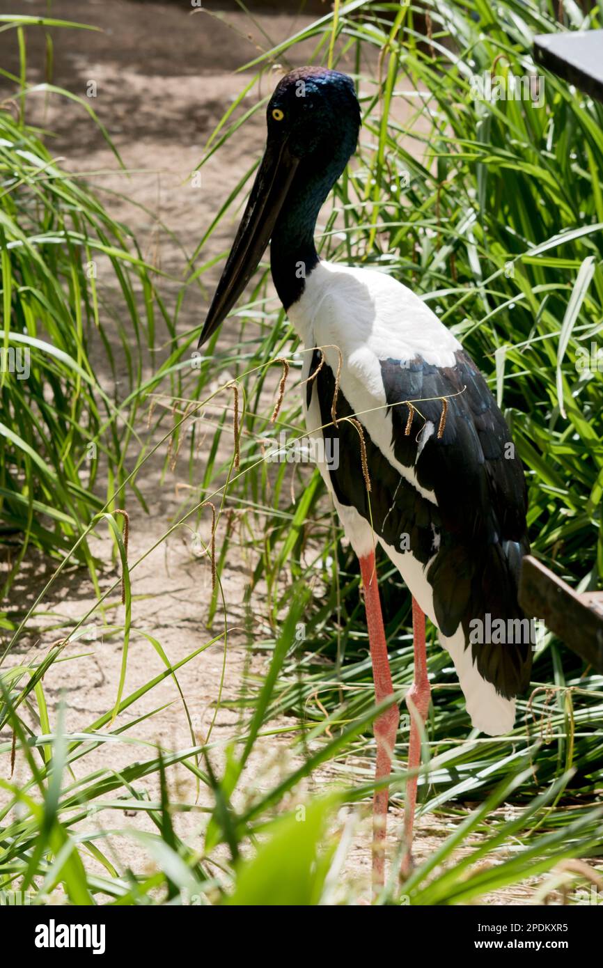 this is a female black necked stork as it has a yellow eye Stock Photo ...