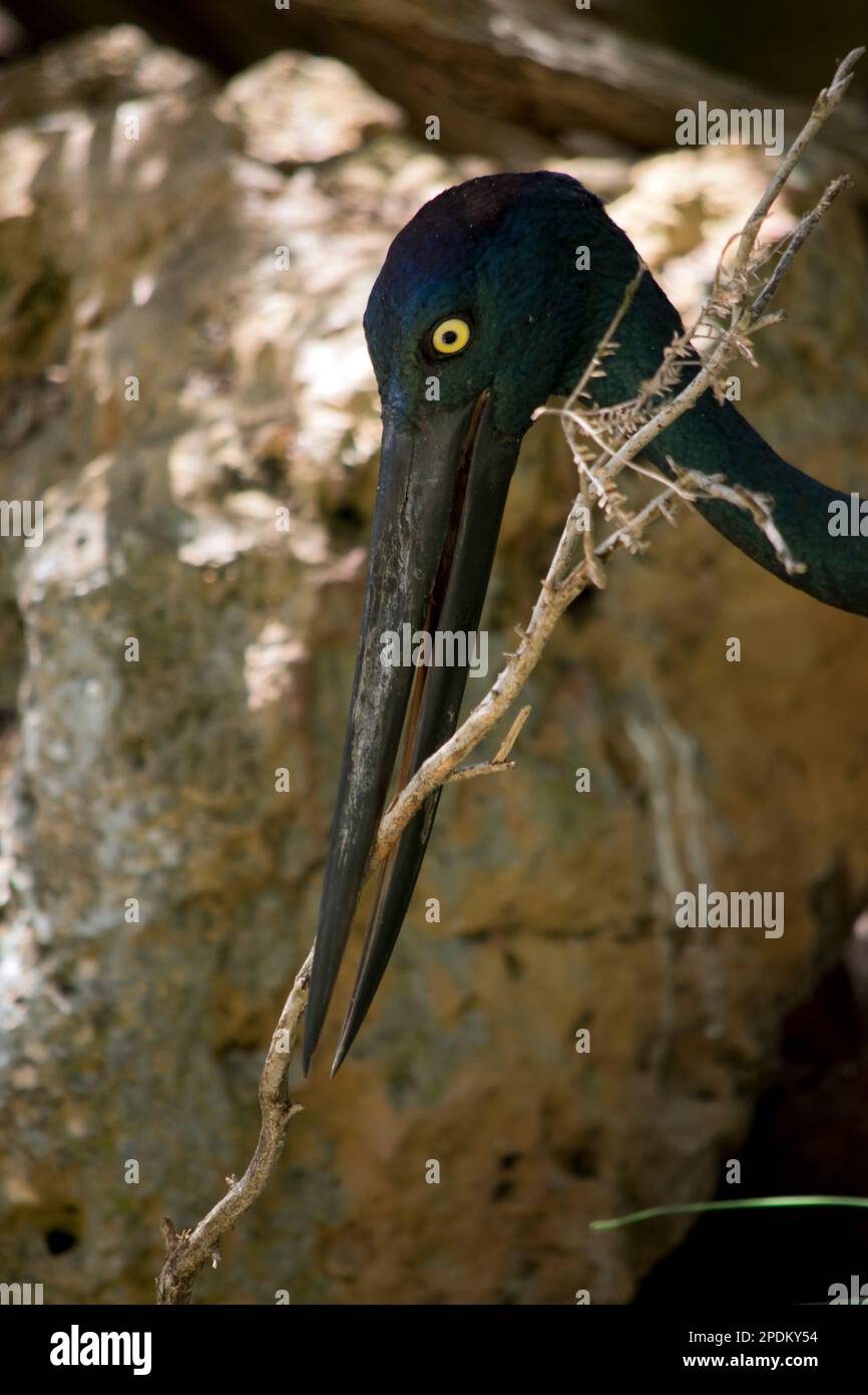 this is a female black necked stork as it has a yellow eye Stock Photo ...