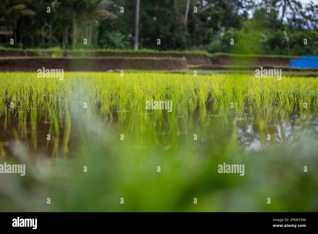 A Rice patty growing shot at level Stock Photo - Alamy