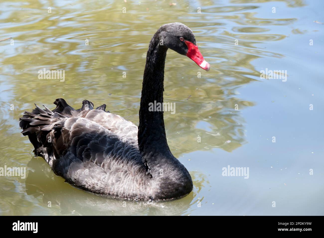 the black swan is an all black waterbird with a red bill with a white ...