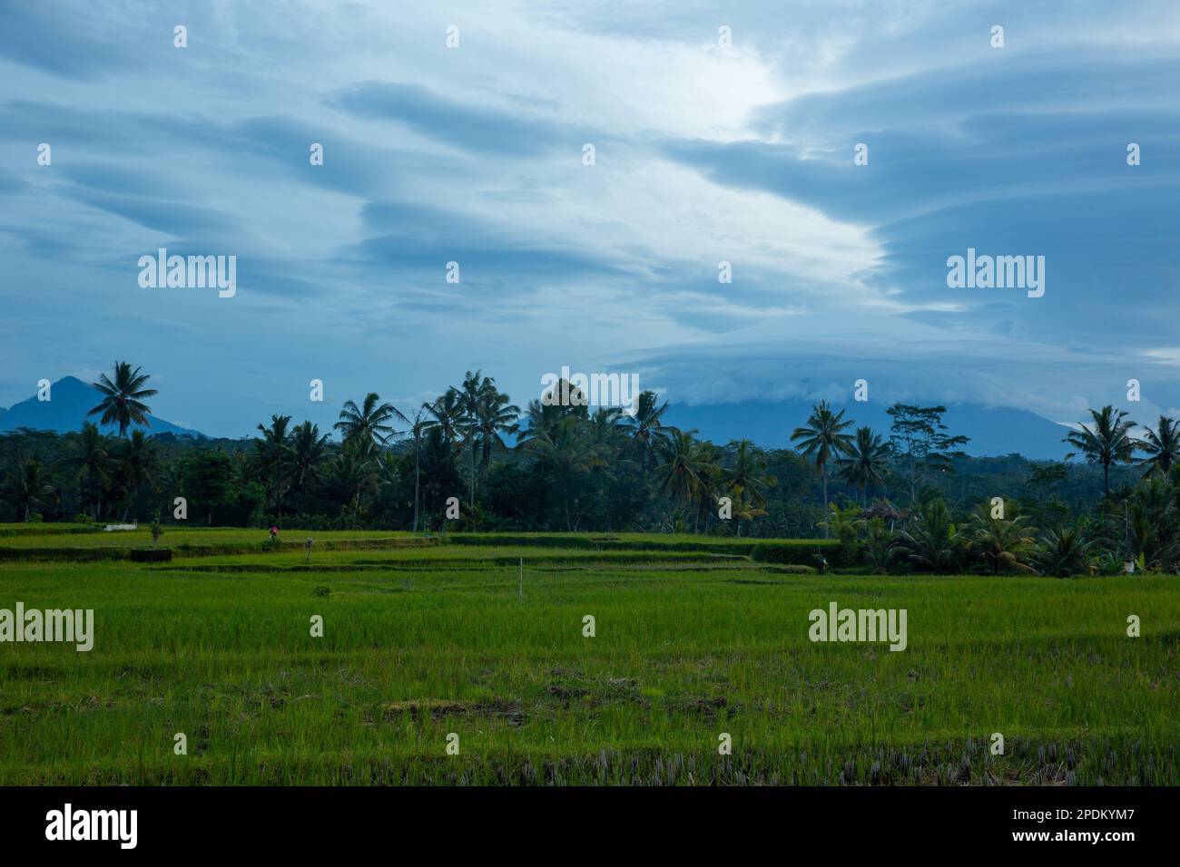 Indonesian Rice Patty in the morning with interesting clouds Stock ...
