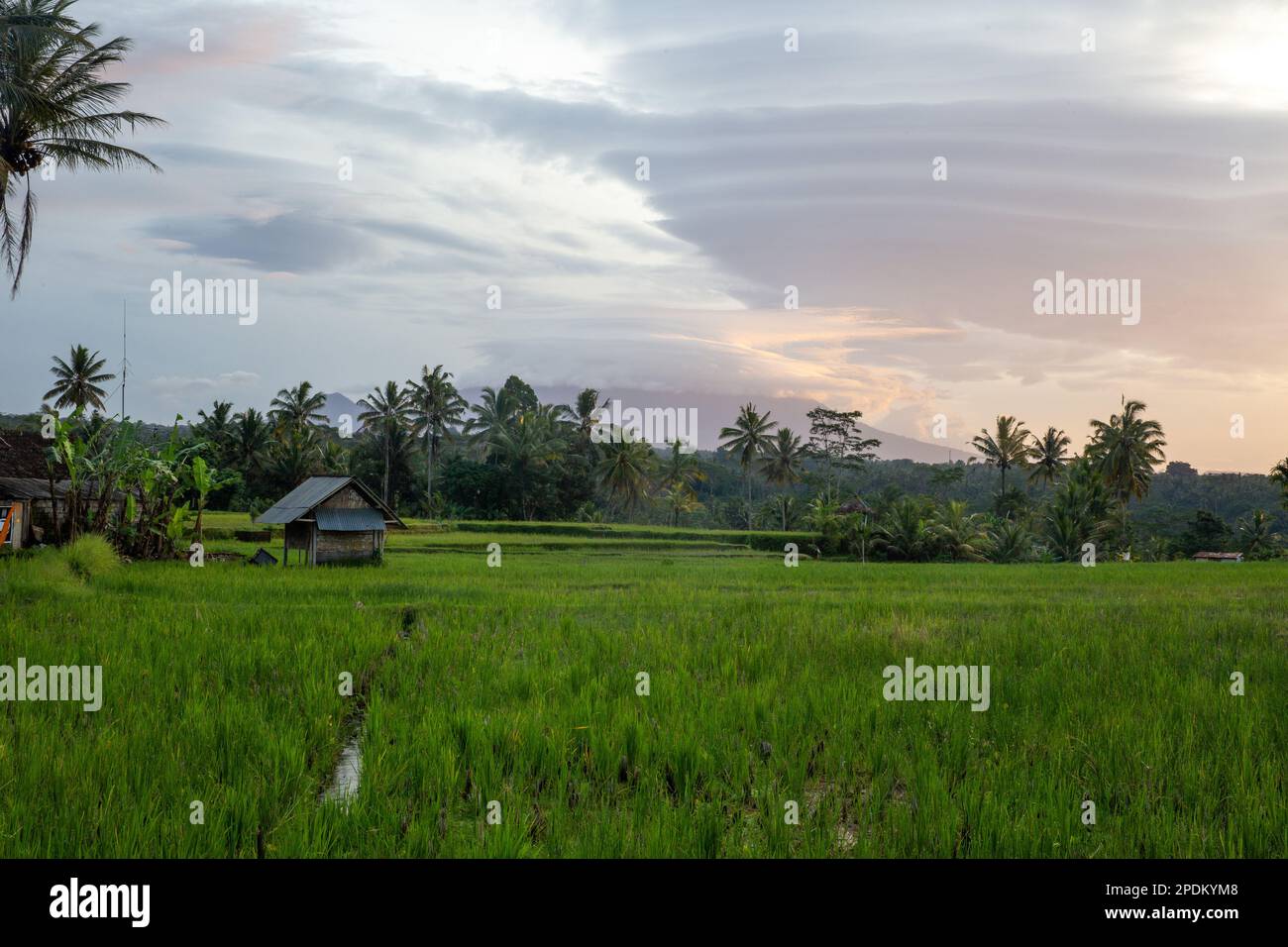 Indonesian Rice Patty in the morning with interesting clouds Stock ...