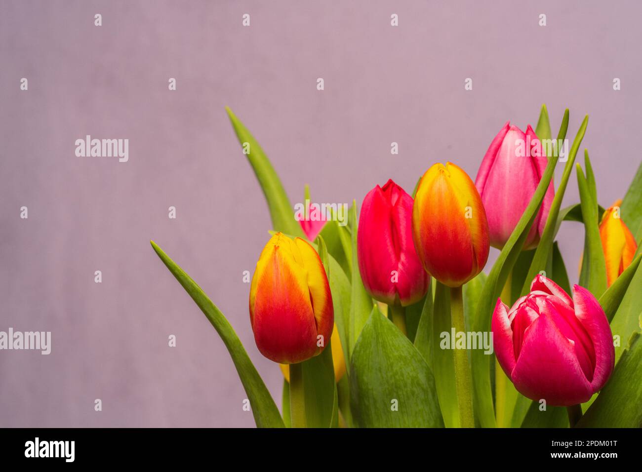 Tulip png hi-res stock photography and images - Alamy