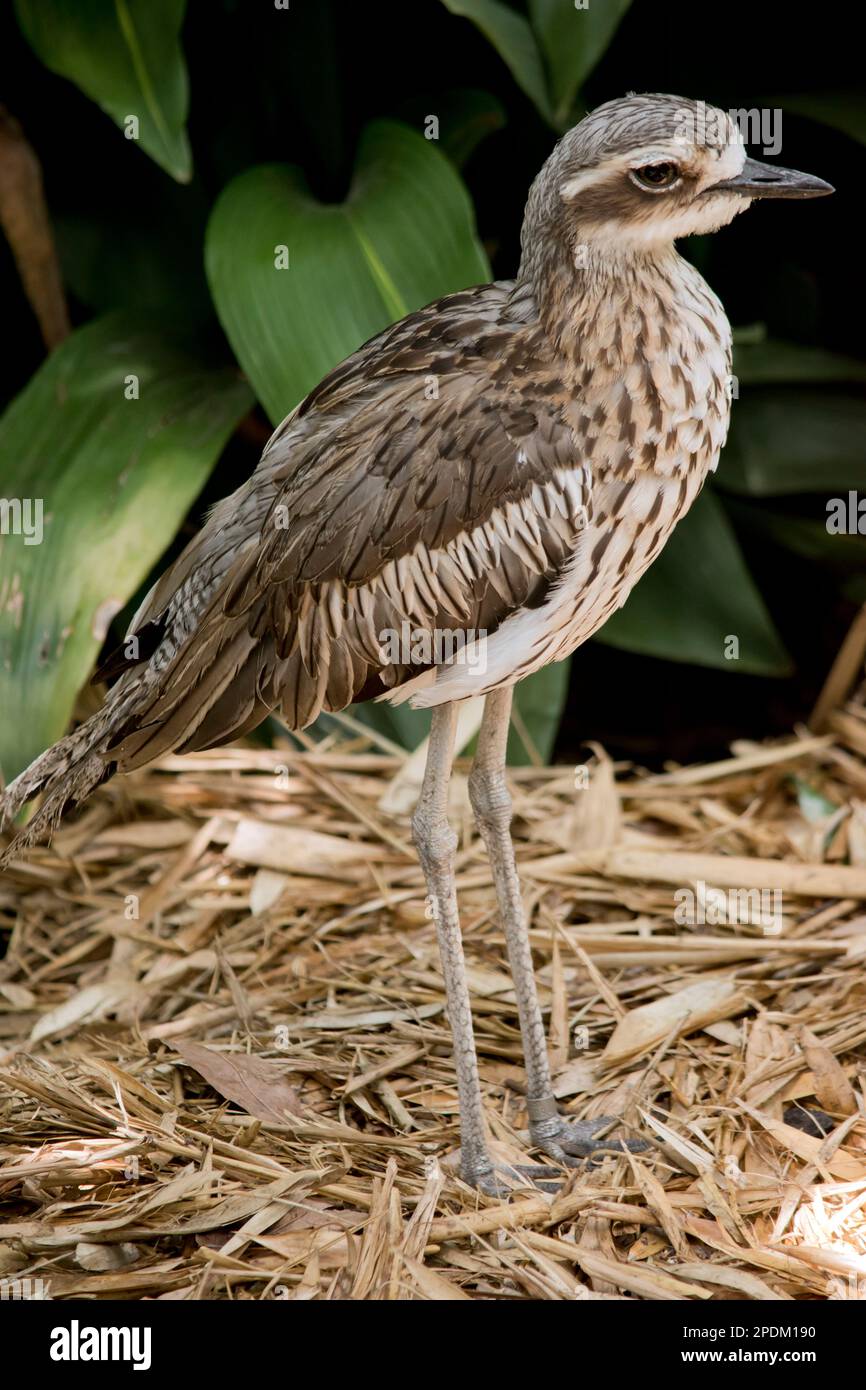the bush stone curlew gangly legs and large yellow eyes. It has a grey ...
