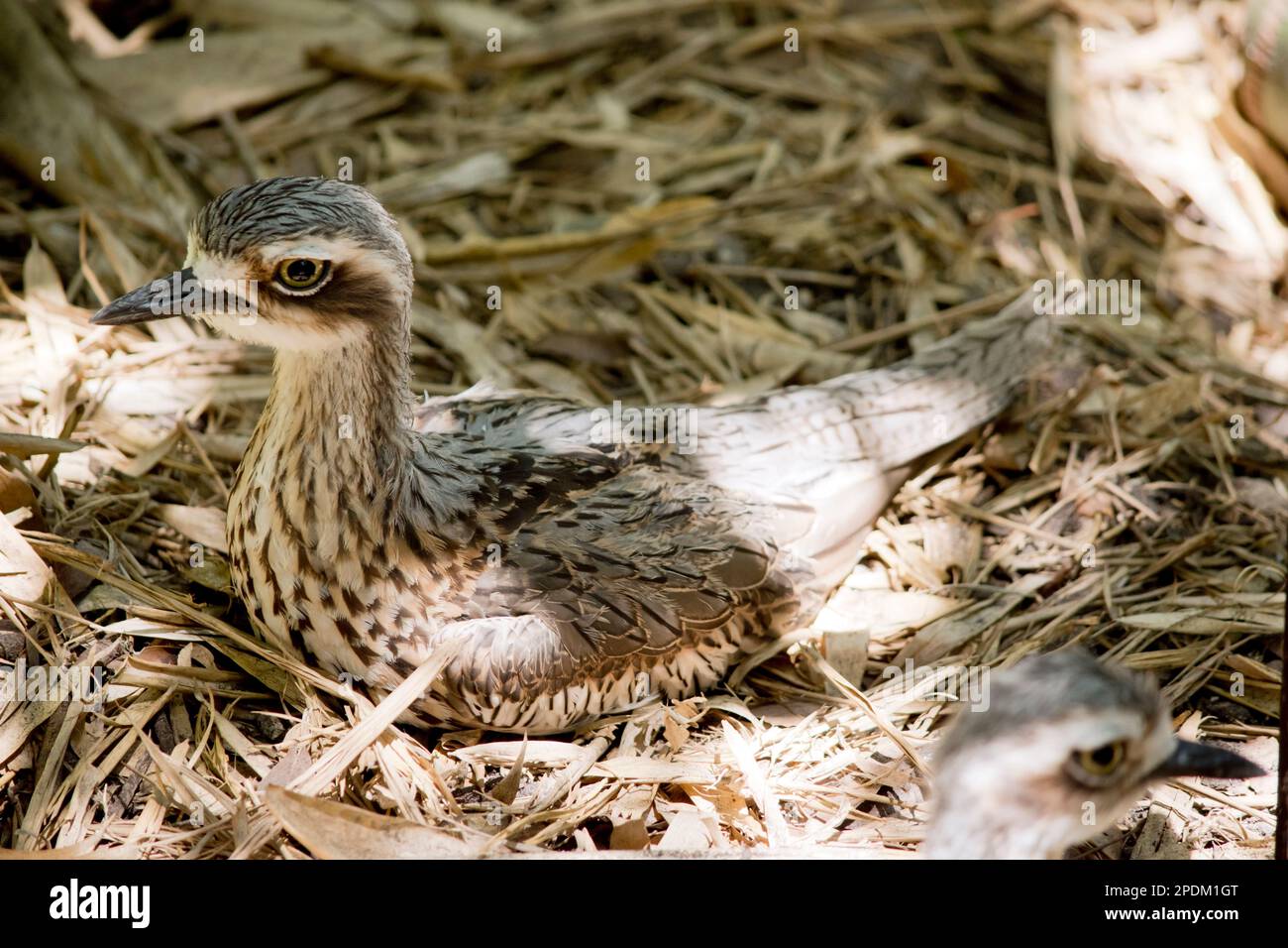 The bush stone-curlew has long legs, knobbly 'knees and a small black ...