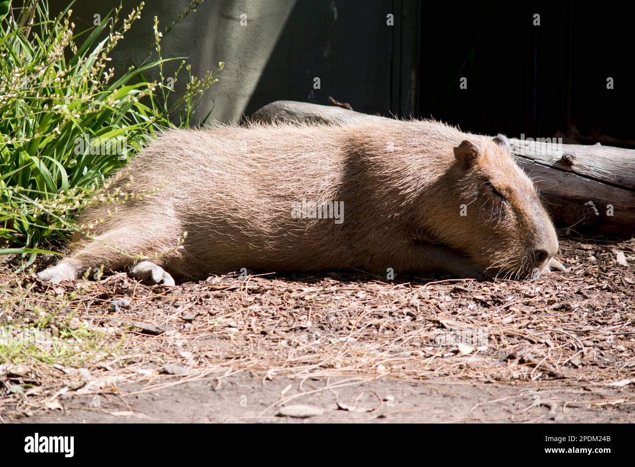 Capybara Size