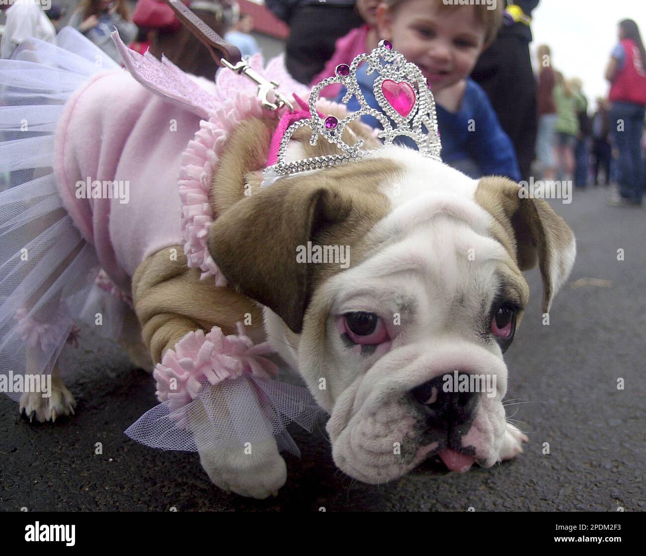 Fairy Princess Sheba, an English bulldog puppy owned by Amber Alcorn ...
