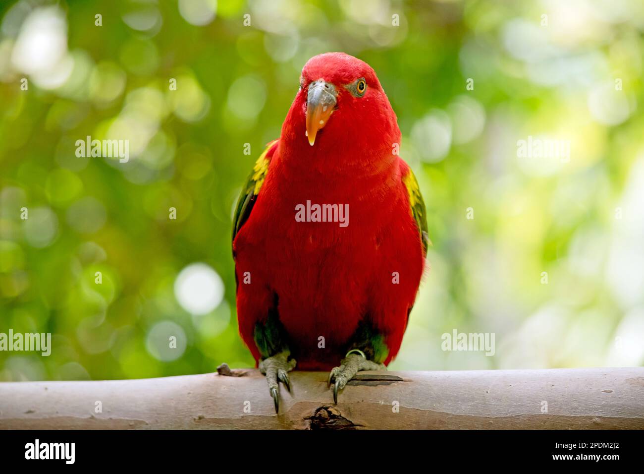 the chattering lory has a red body and green wings Stock Photo - Alamy