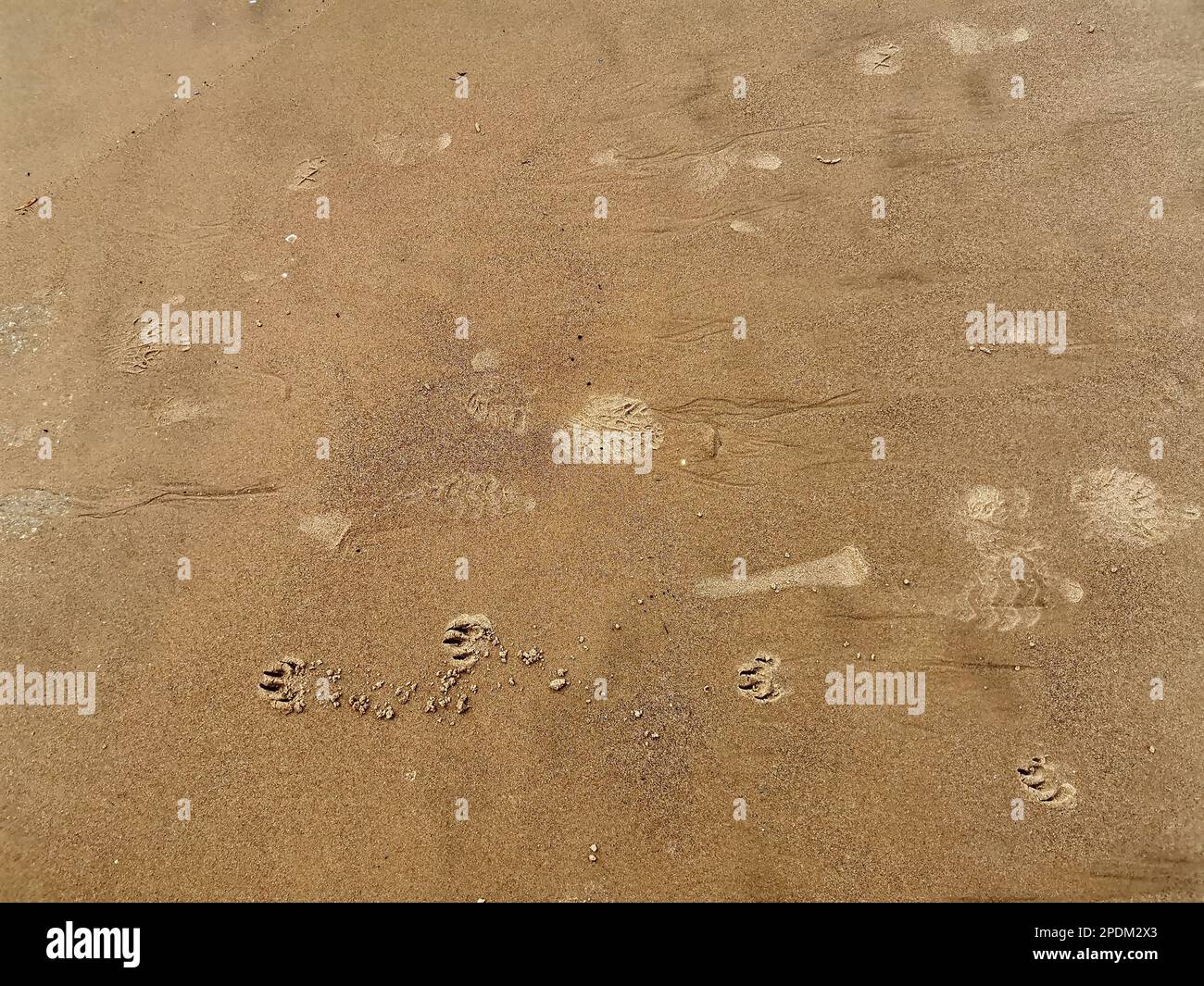 Sneaker tread marks and dog paw prints on wet sand Stock Photo - Alamy