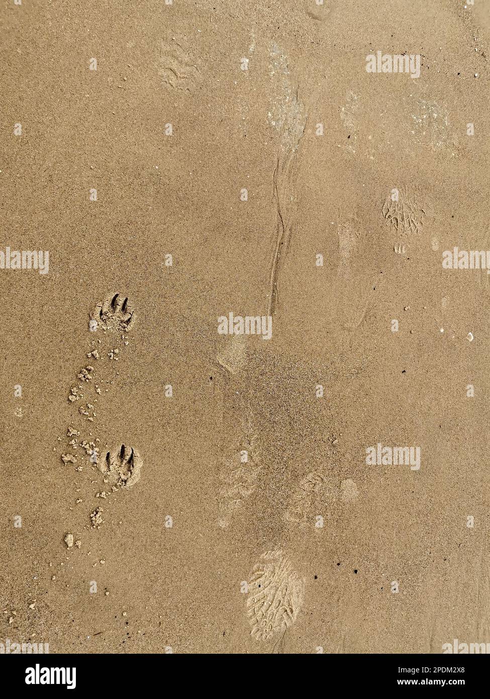 Sneaker tread marks and dog paw prints on wet sand Stock Photo - Alamy