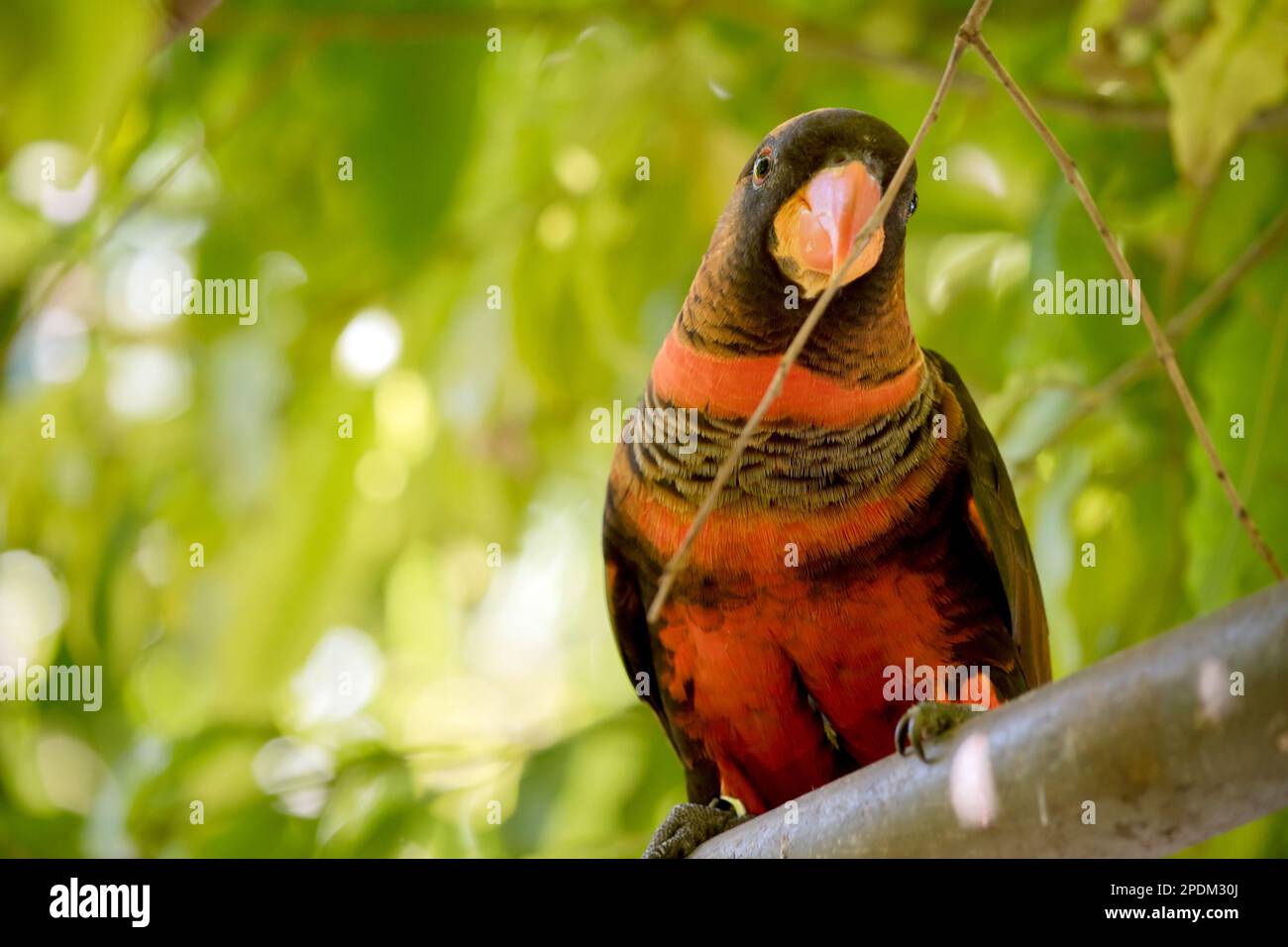 the chatting lory is described as loud, nasal and quavery. the bird is ...