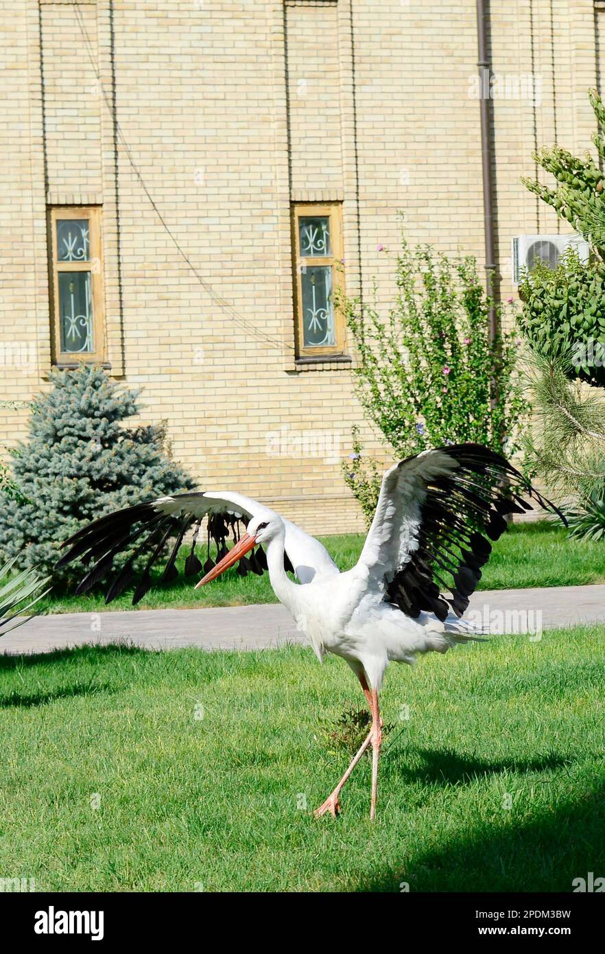 A White Stork bird in Tashkent, Uzbekistan Stock Photo - Alamy