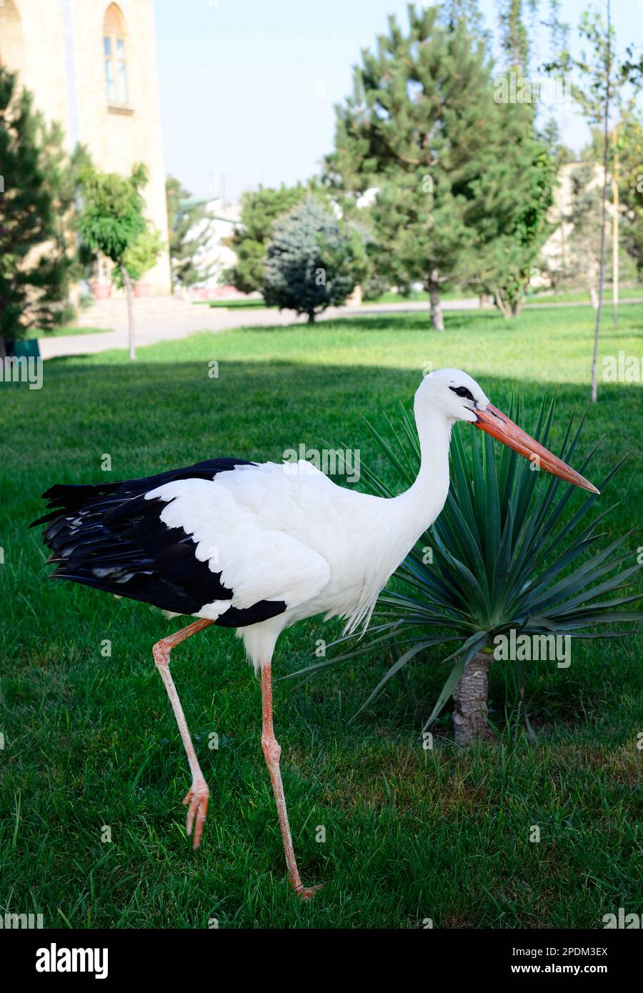 A White Stork bird in Tashkent, Uzbekistan Stock Photo - Alamy