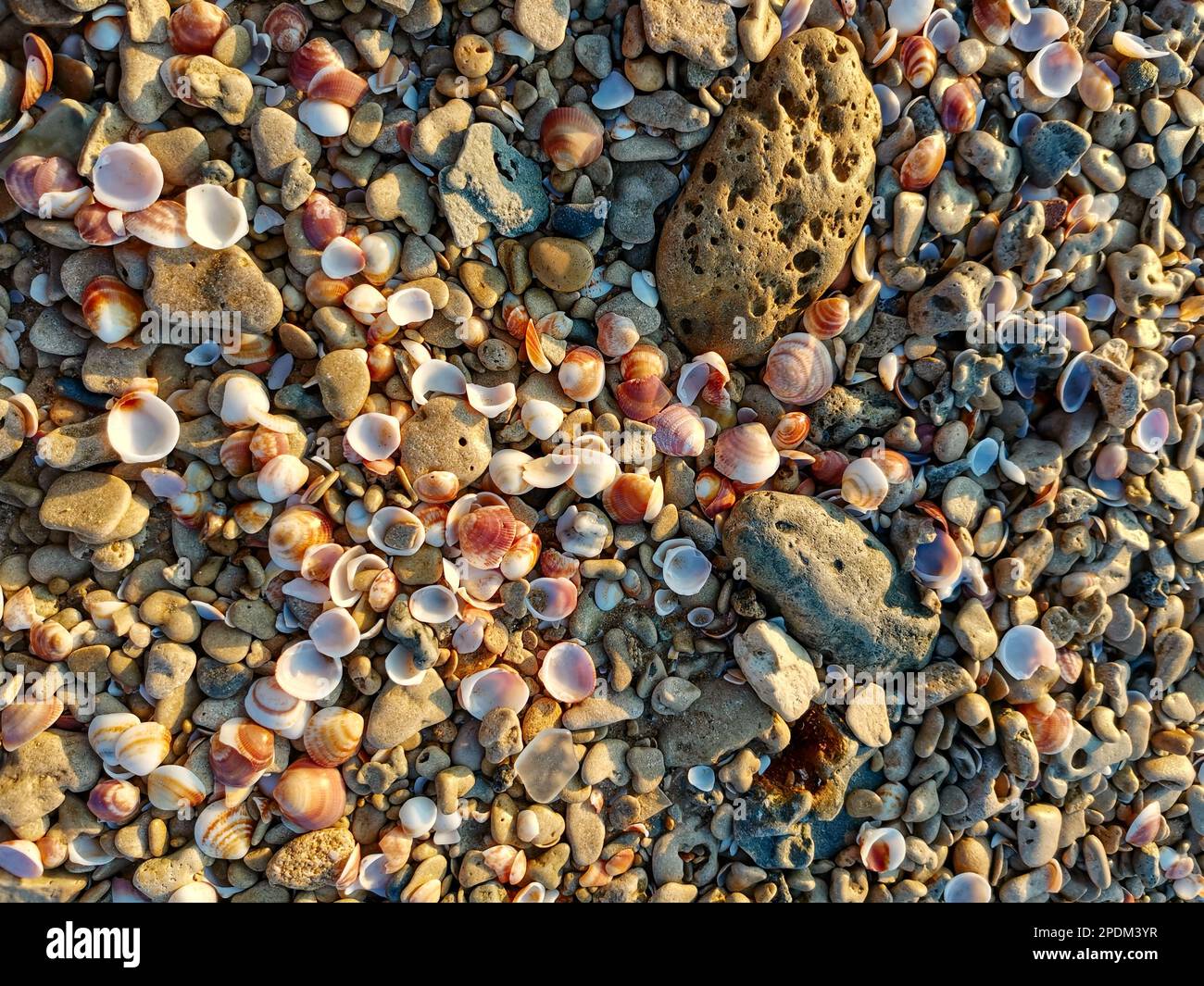 Natural background. Stones and many small seashells on shore of the ...