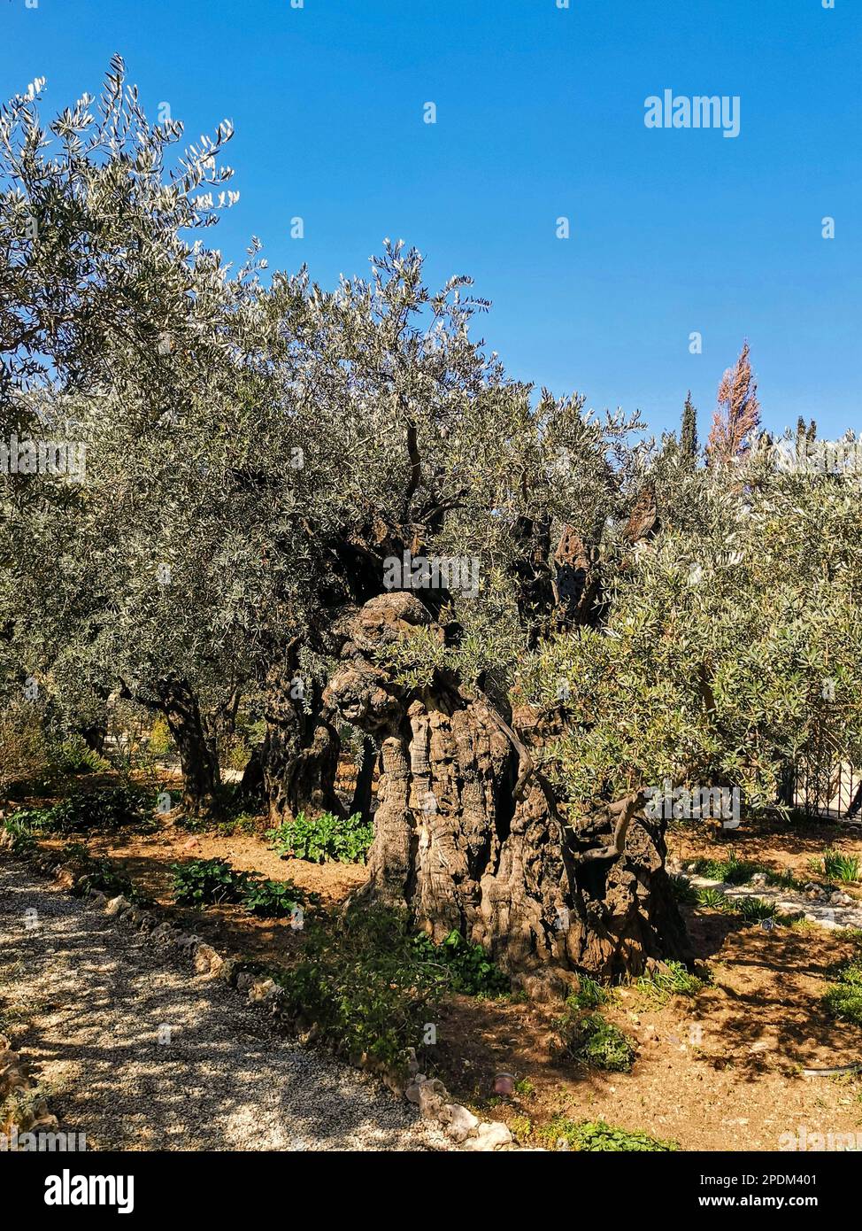 Ancient olive trees in the garden of Gethsemane Stock Photo - Alamy