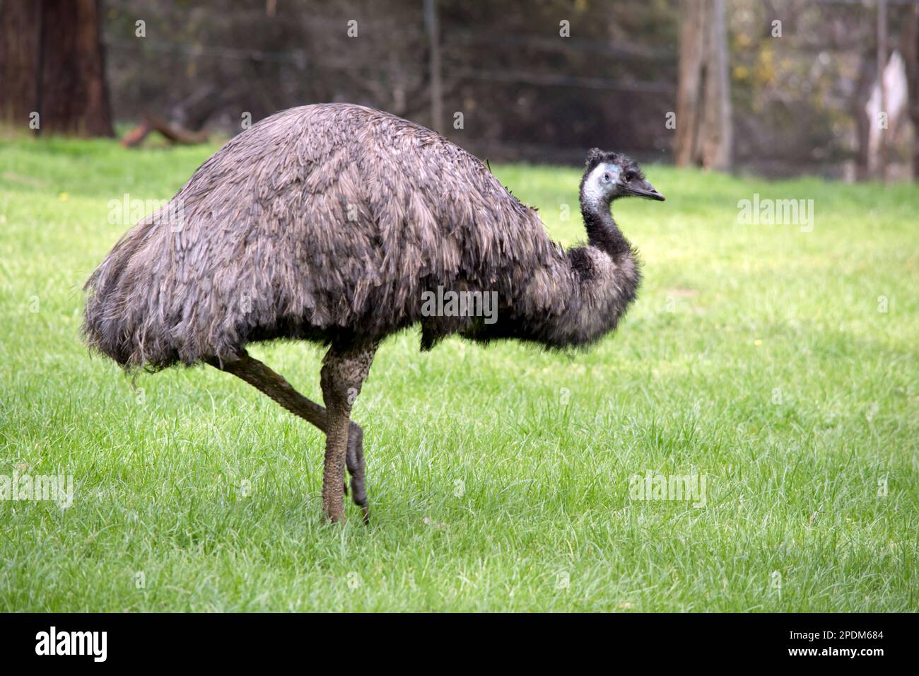 this is a side view of an Australian emu walking across a field Stock ...