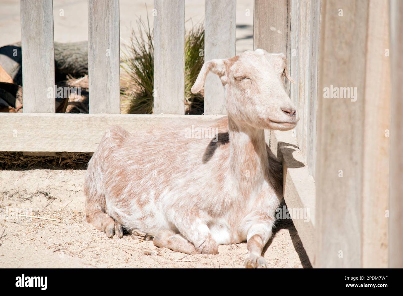 Goat farm australia hi-res stock photography and images - Alamy