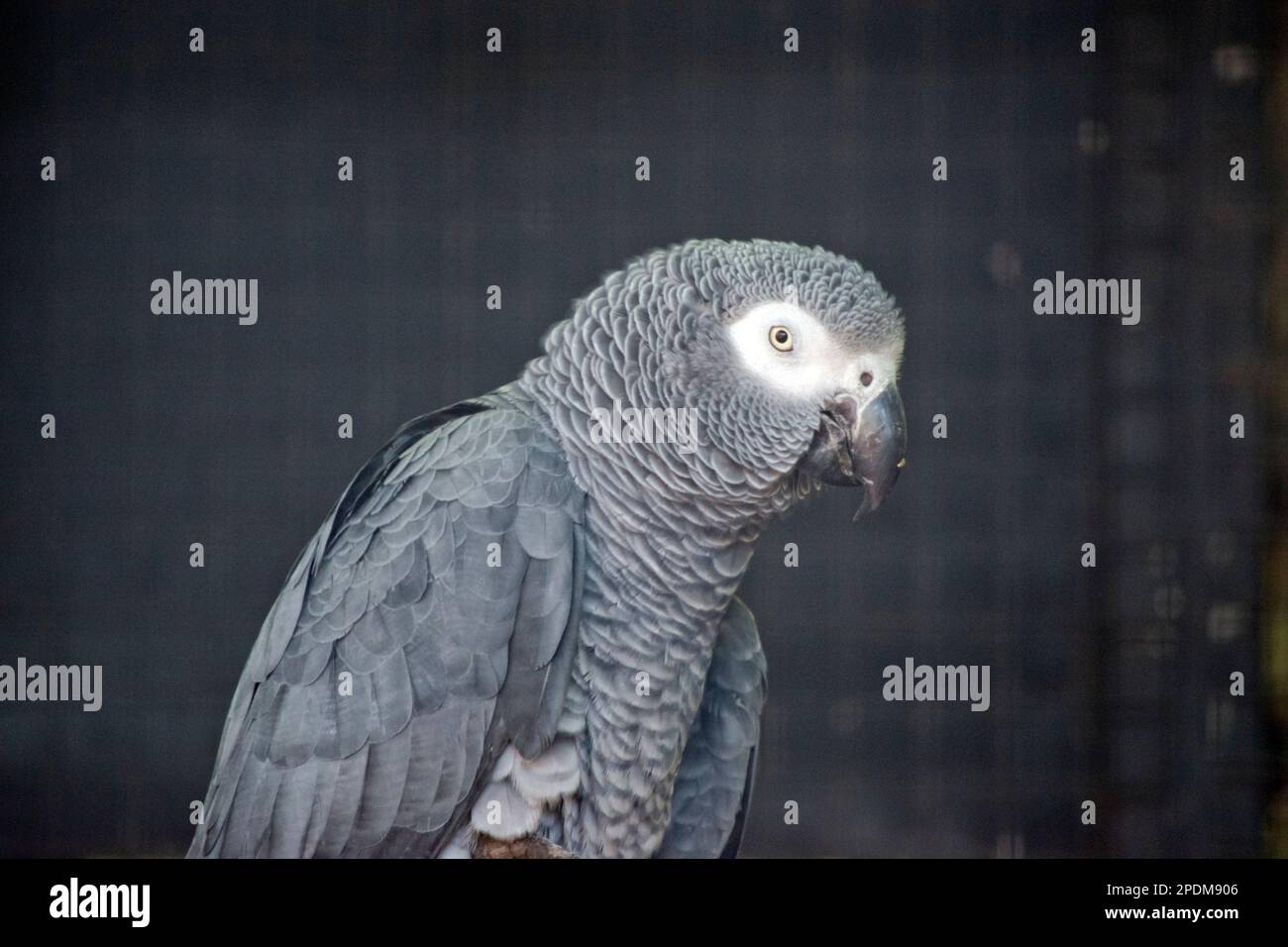 the grey african parrot is grey with a black beak and white eye ...