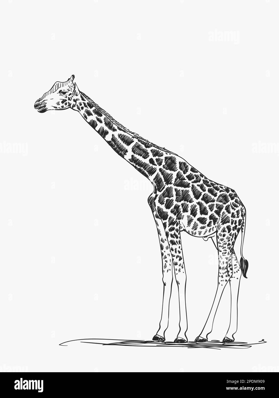 Giraffe vector sketch, Hand drawn illustration Stock Vector Image & Art ...
