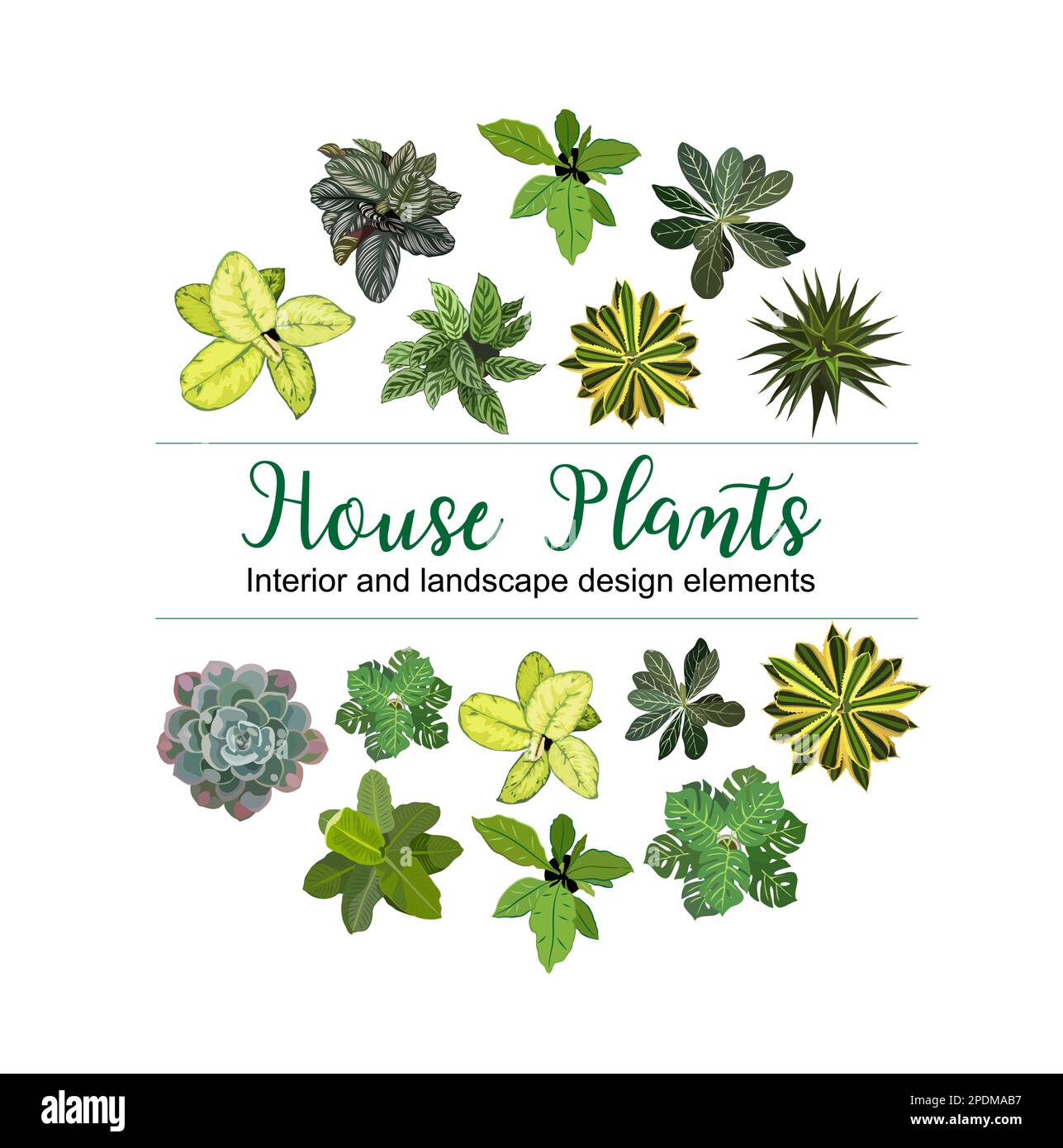 Set of different house plants top view vector Stock Vector Image & Art ...