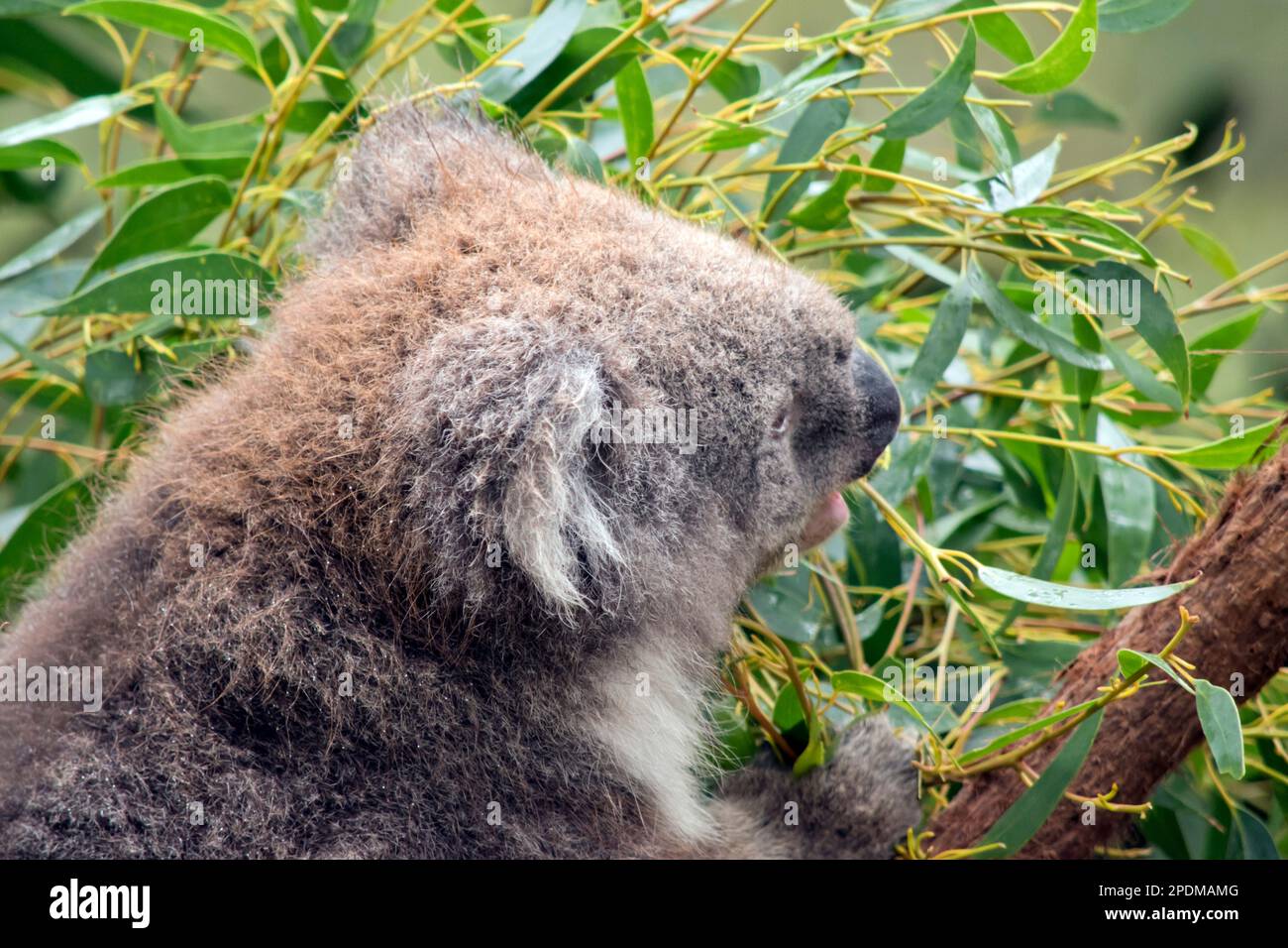 the koala has white fluffy ears, brown eyes and a large black nose ...