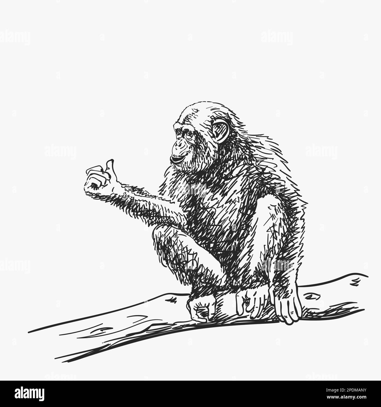 Chimpanzee with arm showing thumb up sitting on tree branch, isolated ...