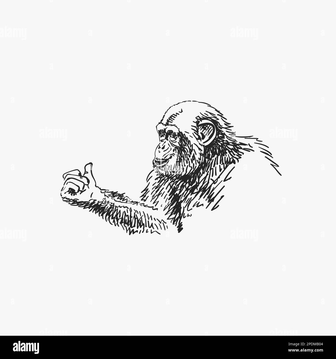 Chimpanzee portrait with arm showing thumb up, isolated vector sketch ...