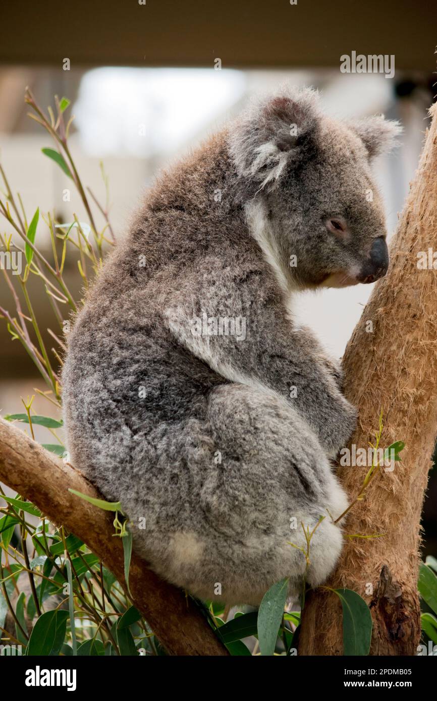 the koala has white fluffy ears, brown eyes and a large black nose ...