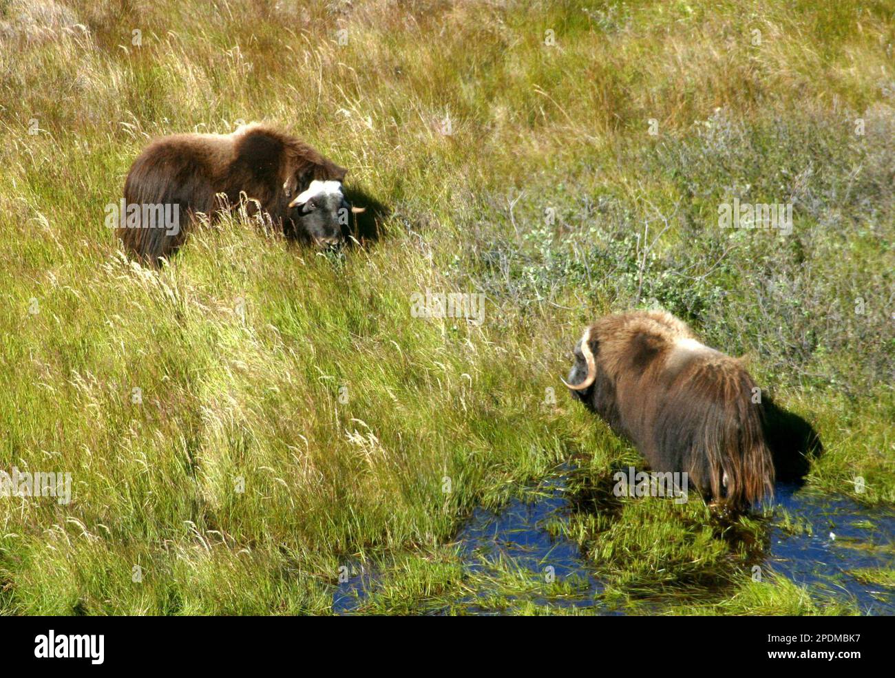 Musk oxen in the high grass at Kangerlussuaq, Greenland, Aug. 17, 2005 ...